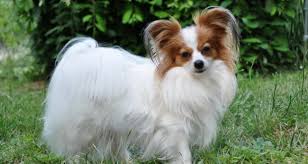 10 najpametnijih rasa pasa! - Banjalučanke.com