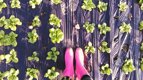 Salatica: Brend zdrave hrane nastao kombinacijom hrabrosti i ludosti ...