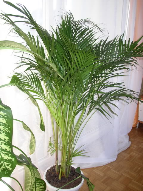 Koje cvijeće u koju prostoriju da držite? - Banjalučanke.com