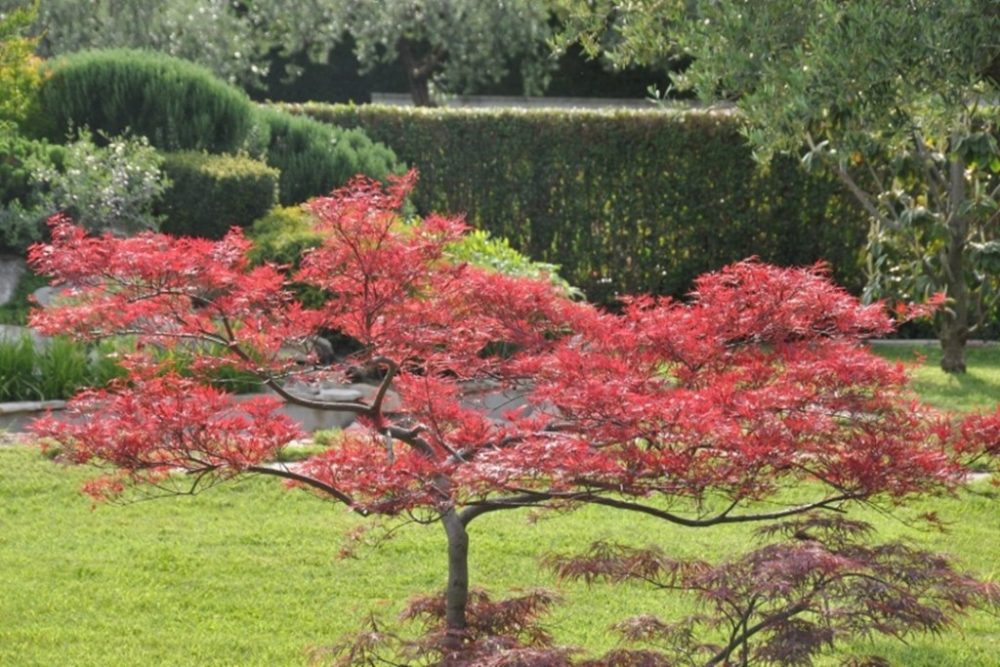 Japanski javor– idealan ukras malih vrtova - Banjalučanke.com