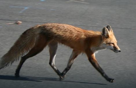 Lisica viđena u Novoj varoši, a medvjed na Banj brdu - Banjalučanke.com