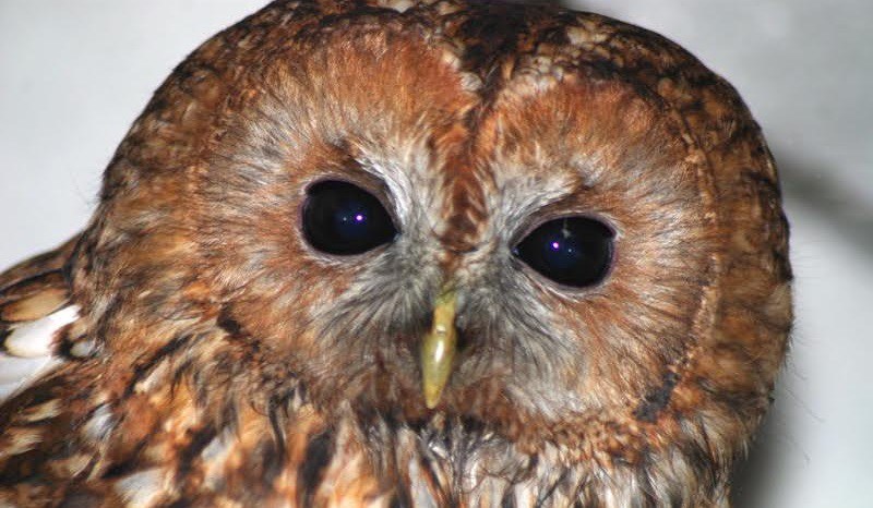 Šumska sova se zaglavila u dimnjaku - Banjalučanke.com