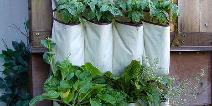 Kako da vertikalno zasadite biljke i uštedite na prostoru ...