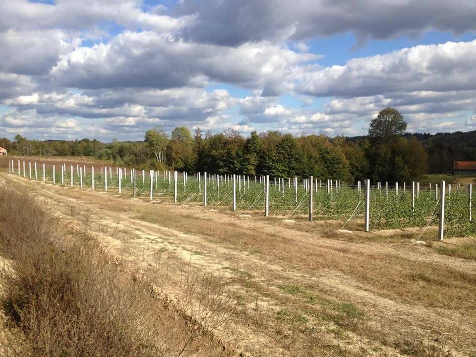 Sezonski posao: Potrebni berači malina - Banjalučanke.com