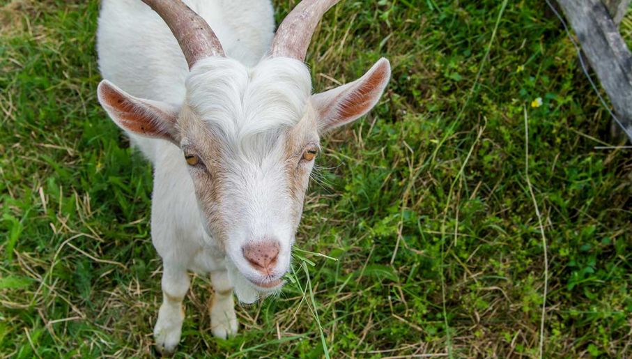 Silovao kozu, pravdao se da ga je zavela - Banjalučanke.com