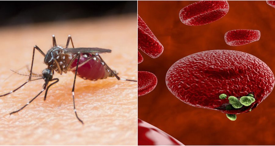 SZO upozorava: Malarija prijeti polovini svjetske populacije ...